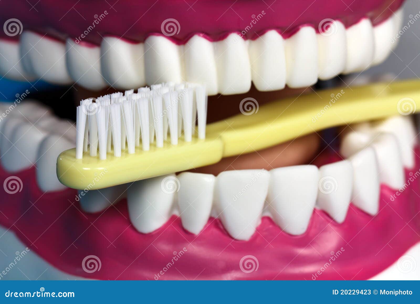 Jaw Model with human teeth stock image. Image of dental - 20229423