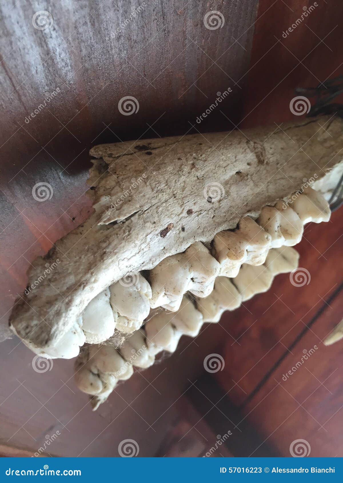 Jaw and teeth of boar stock image. Image of mouth, teeth - 57016223