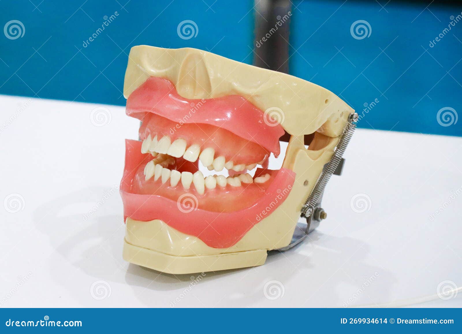 Jaw Teeth or Human Jaw Model with a View of Teeth. Prosthetic Model for ...