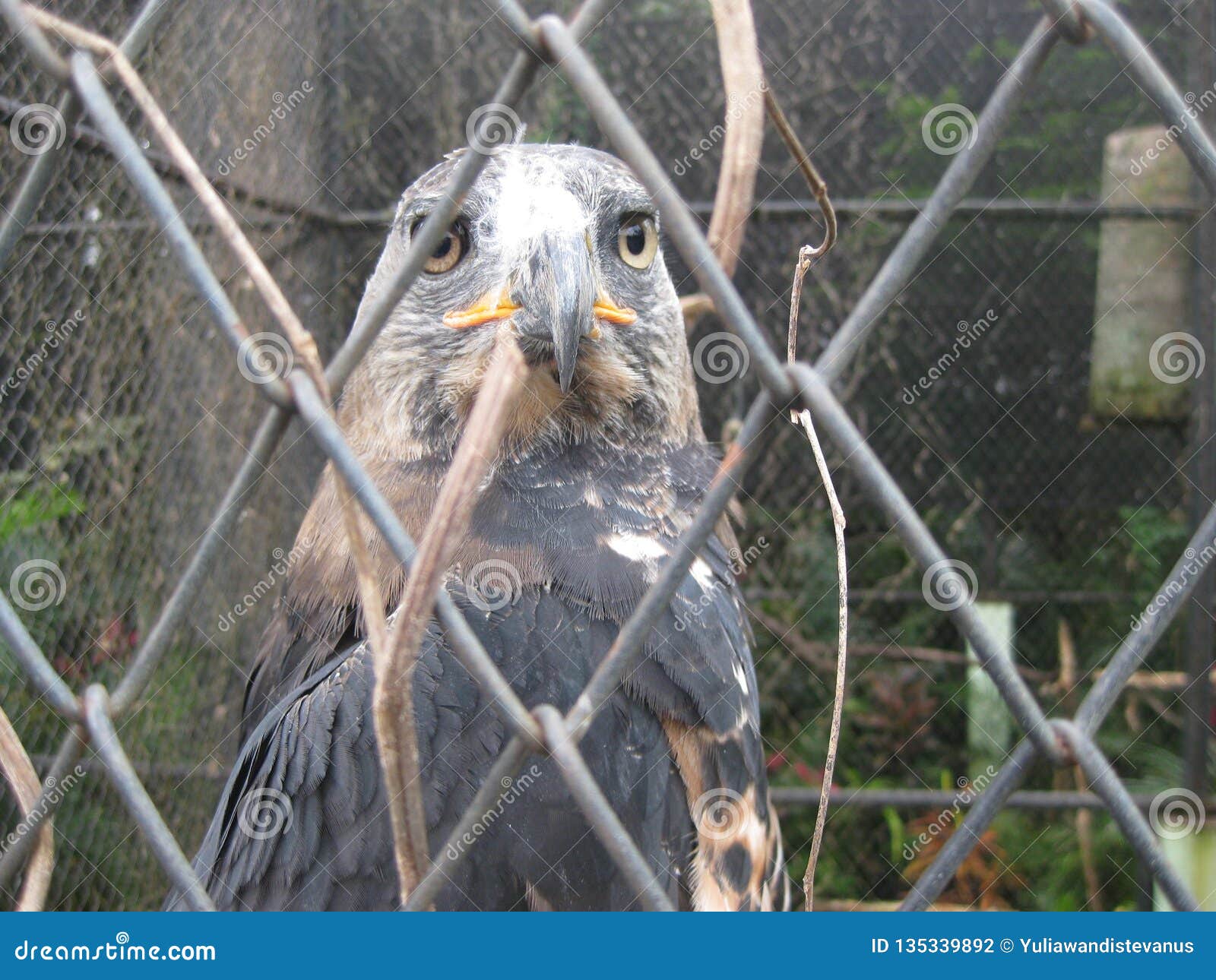 Eagle in Jawa Timur Park 2 stock photo. Image of breeders - 135339892