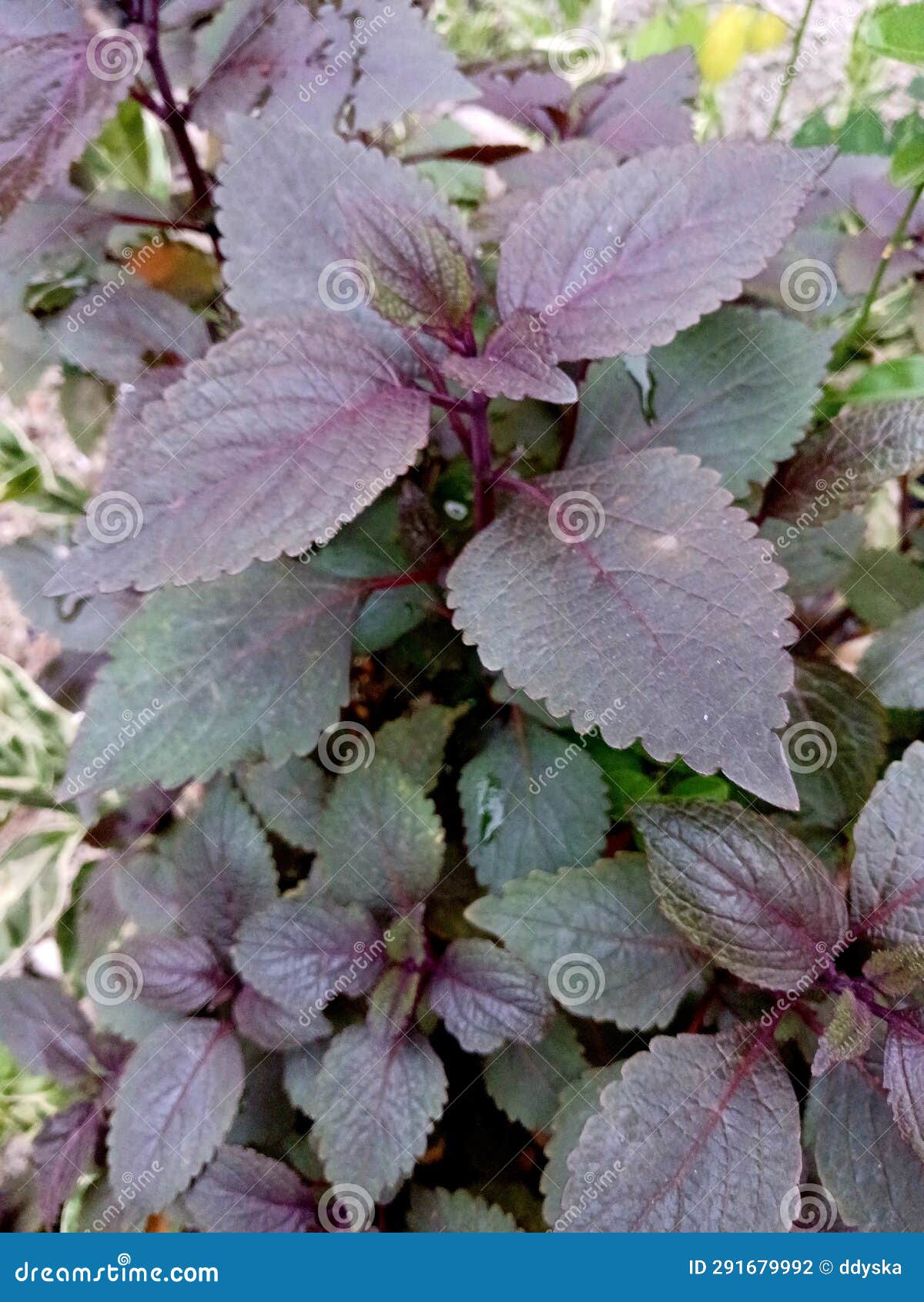 Jawer Kotok Plant that Grows in the Yard of the House Stock Photo ...