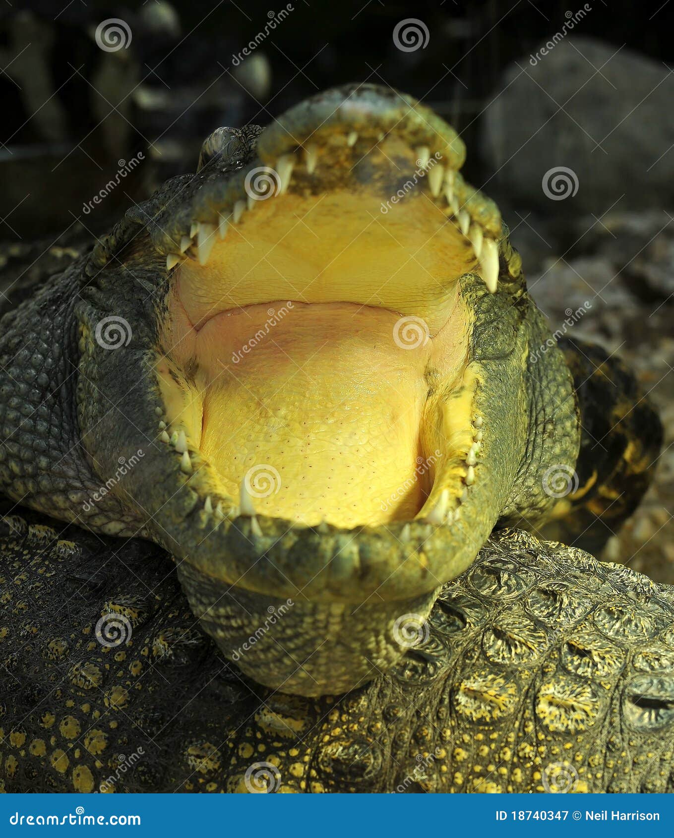 Jaws stock image. Image of croc, hunter, reptile, dangerous - 18740347