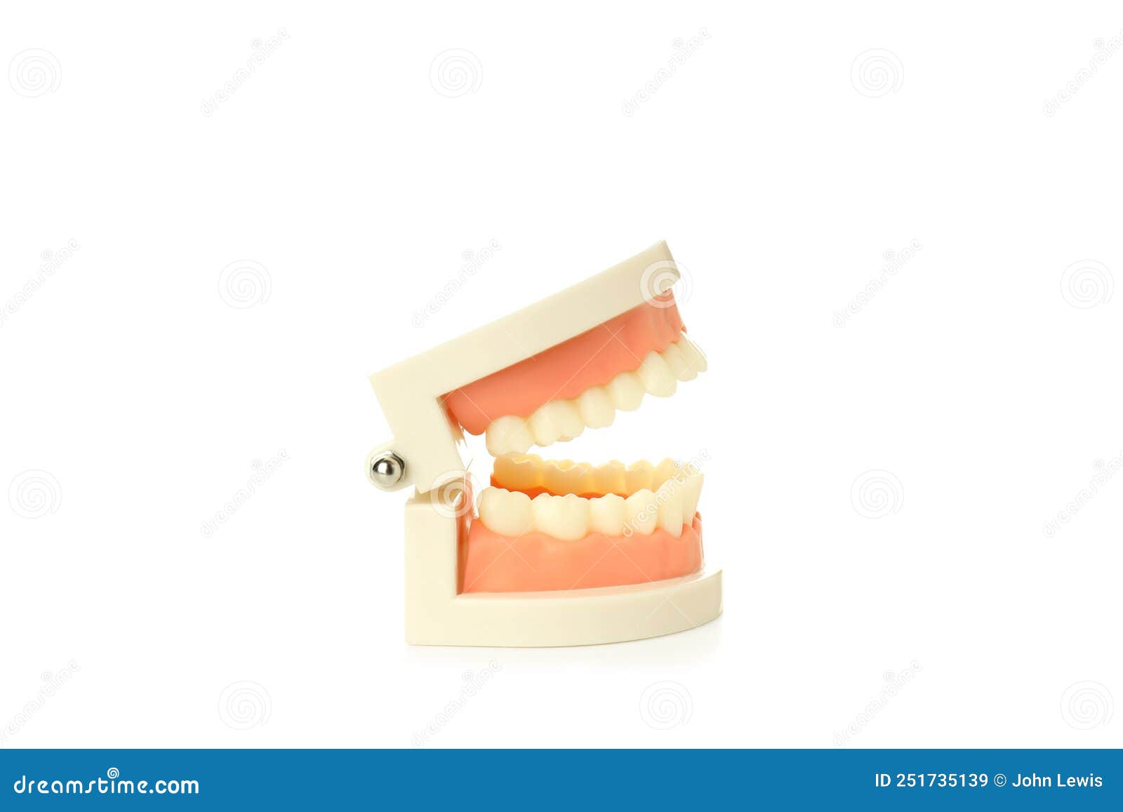 Jaws Model or Artificial Jaws Isolated on White Background Stock Image ...