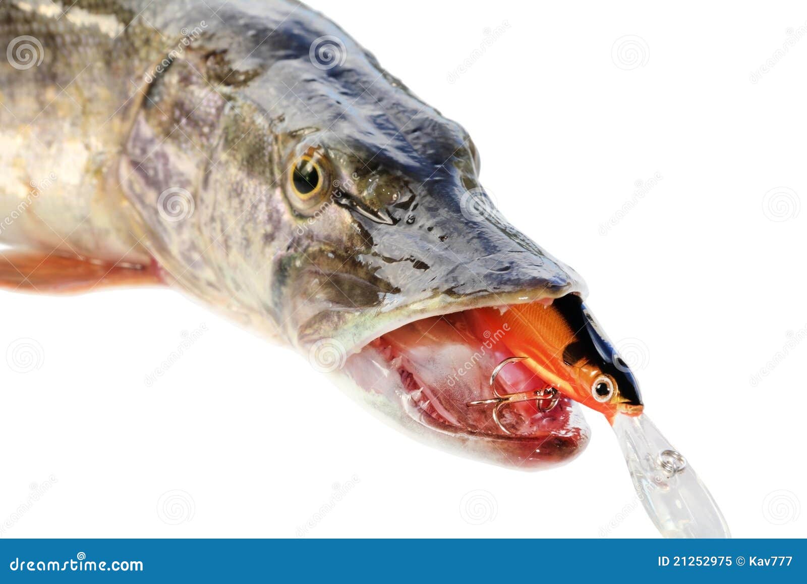 Jaws Of A Pike With Wobbler Stock Image - Image of hobby, nature: 21252975