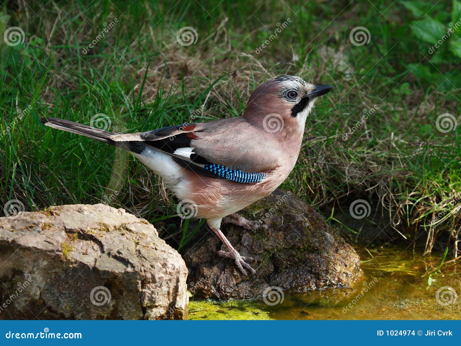 Jay stock photo. Image of pond, crow, woodland, bird, glandarius - 1024974