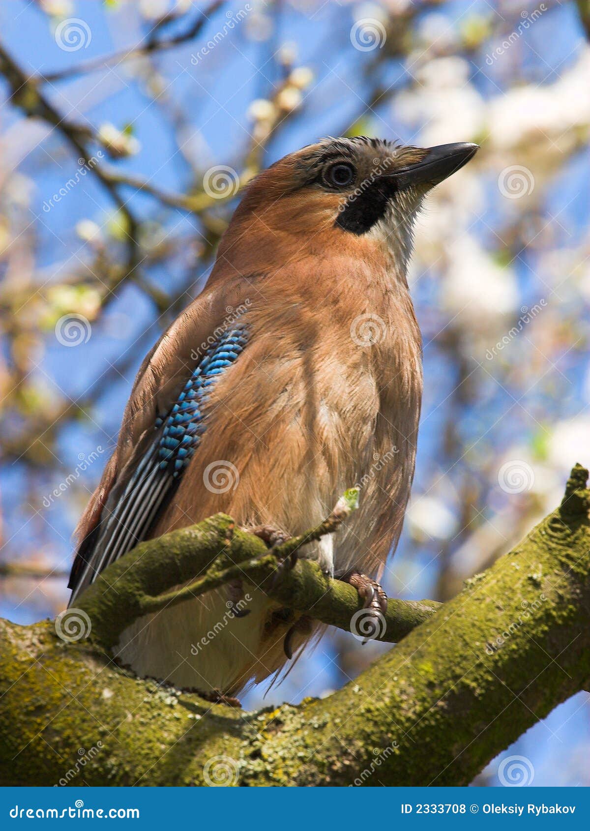 Jay auf dem Zweig stockfoto. Bild von zweig, eichelhäher - 2333708
