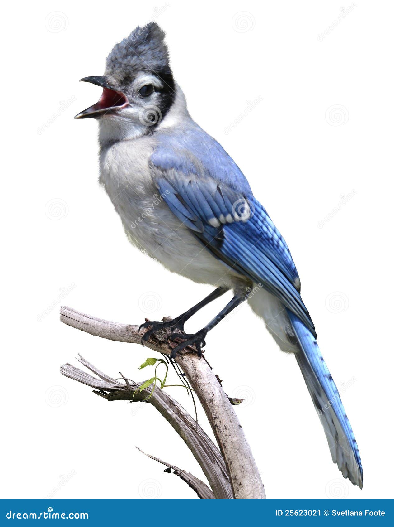 Jay azul imagen de archivo. Imagen de salvaje, encarnado - 25623021