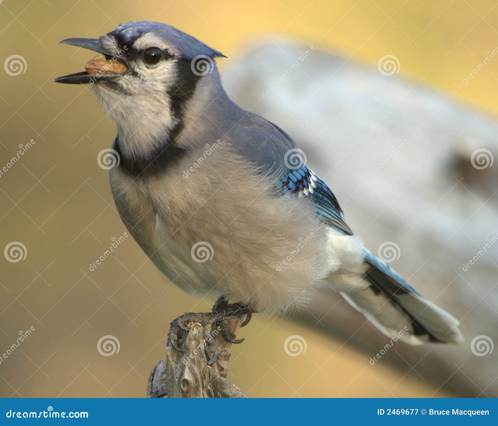 Jay Azul (cristata Del Cyanocitta) Imagen de archivo - Imagen de ...