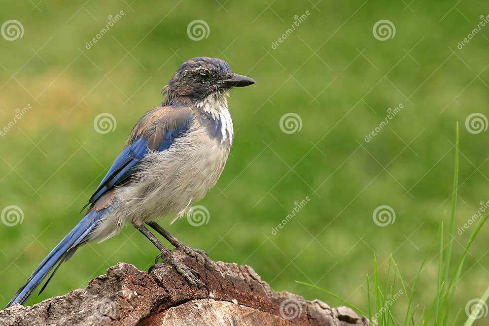 Jay azul em um registro imagem de stock. Imagem de azul - 302087