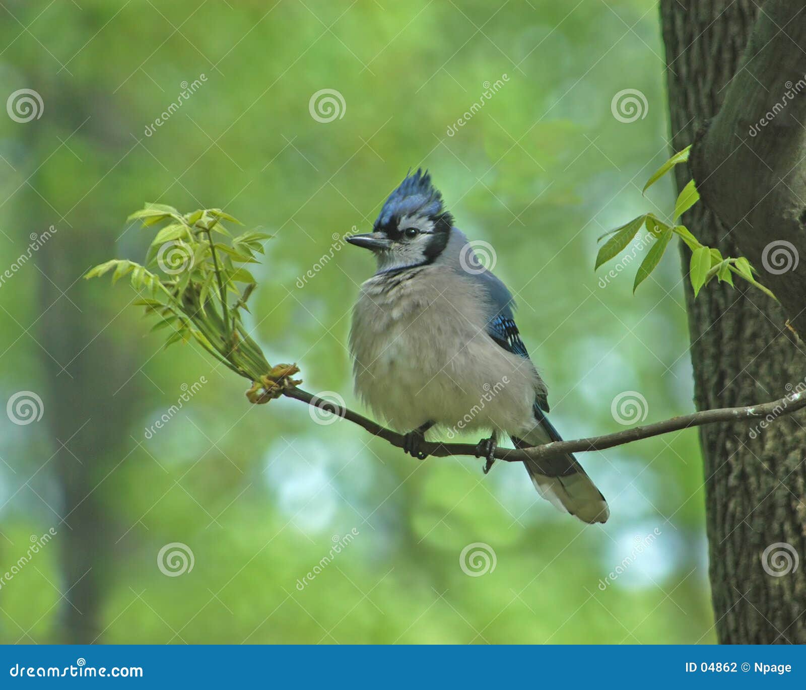 Jay Bird stock photo. Image of nature, trees, blue, birds - 4862