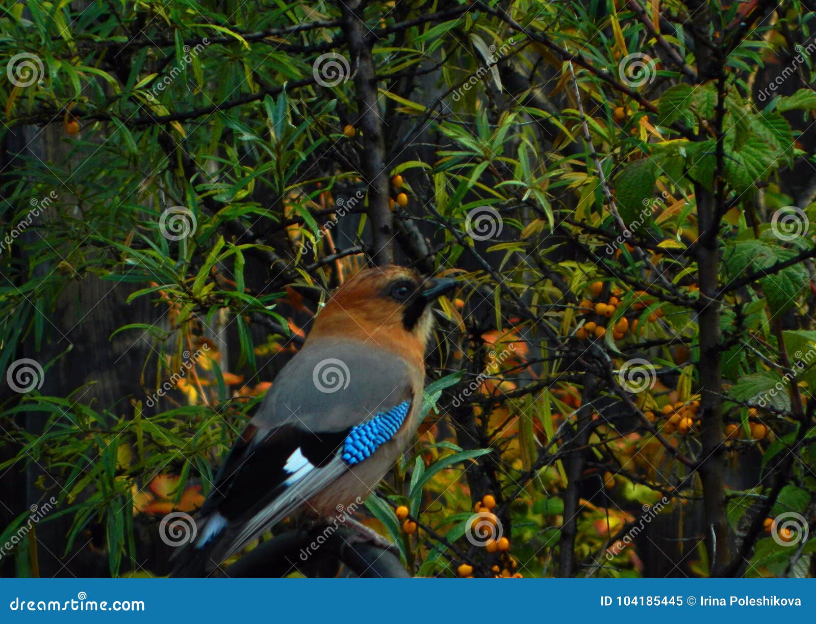 Jay Bird imagen de archivo. Imagen de cubo, hermoso - 104185445