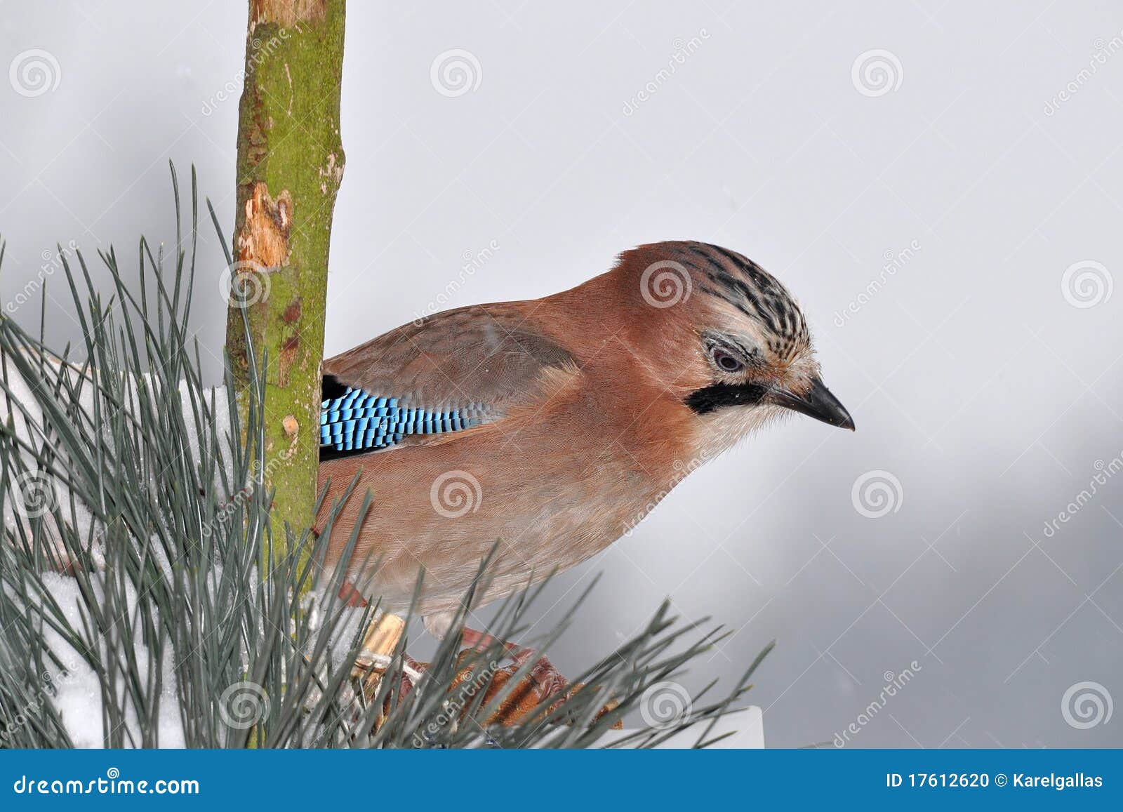 Jay bird stock photo. Image of snow, cold, frost, animal - 17612620