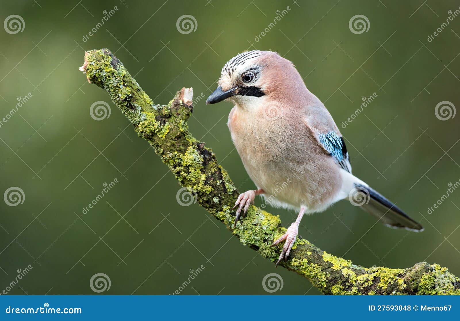 Jay bird stock photo. Image of claws, avian, beak, europe - 27593048