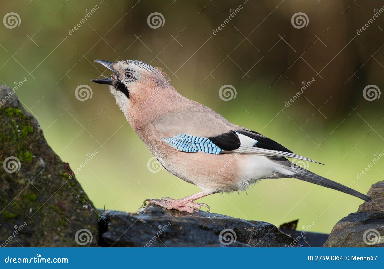 Jay bird stock photo. Image of bill, glandarius, garrulus - 27593364