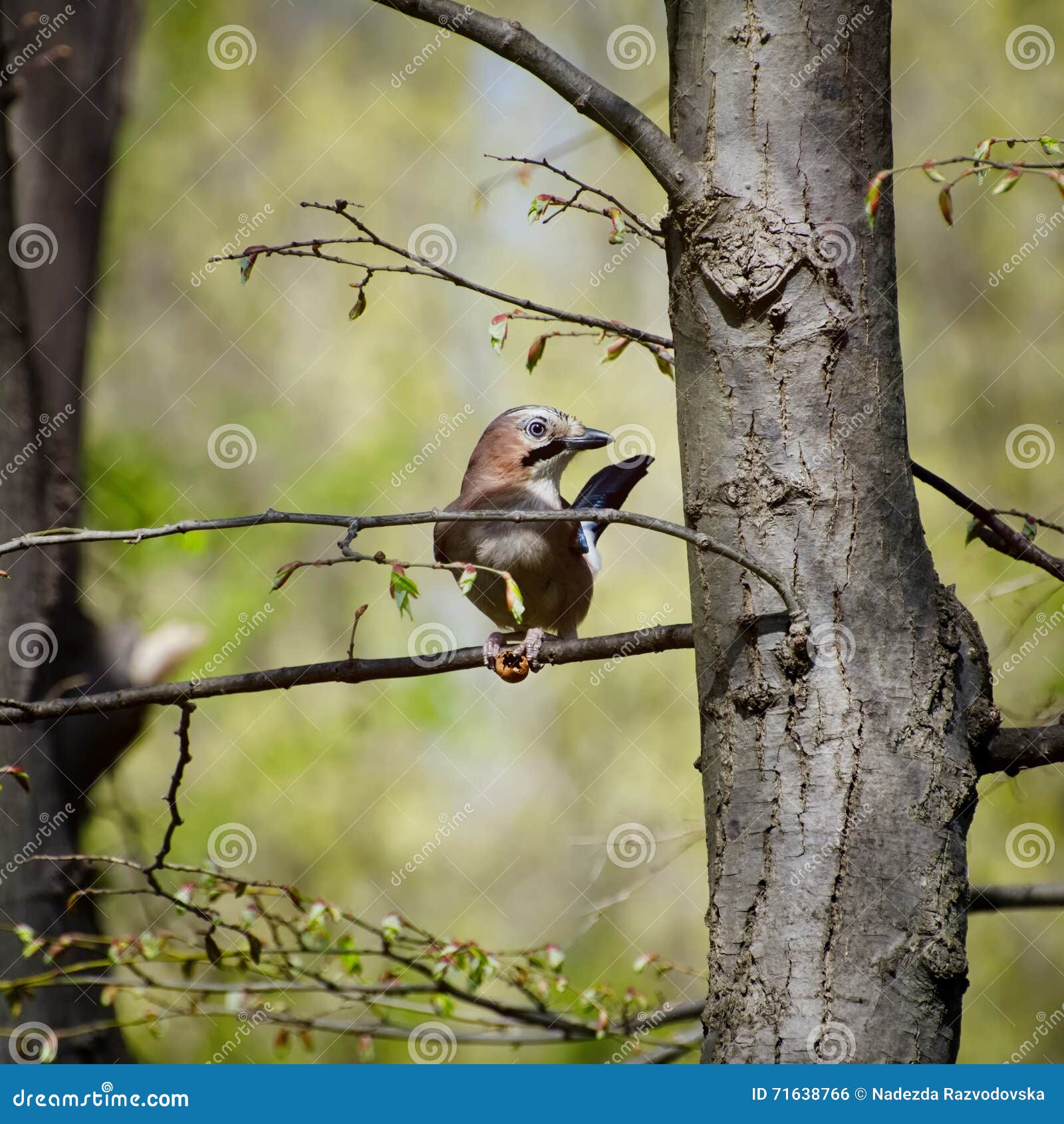 Jay Bird stock foto. Image of vogel, milieu, fauna, boom - 71638766
