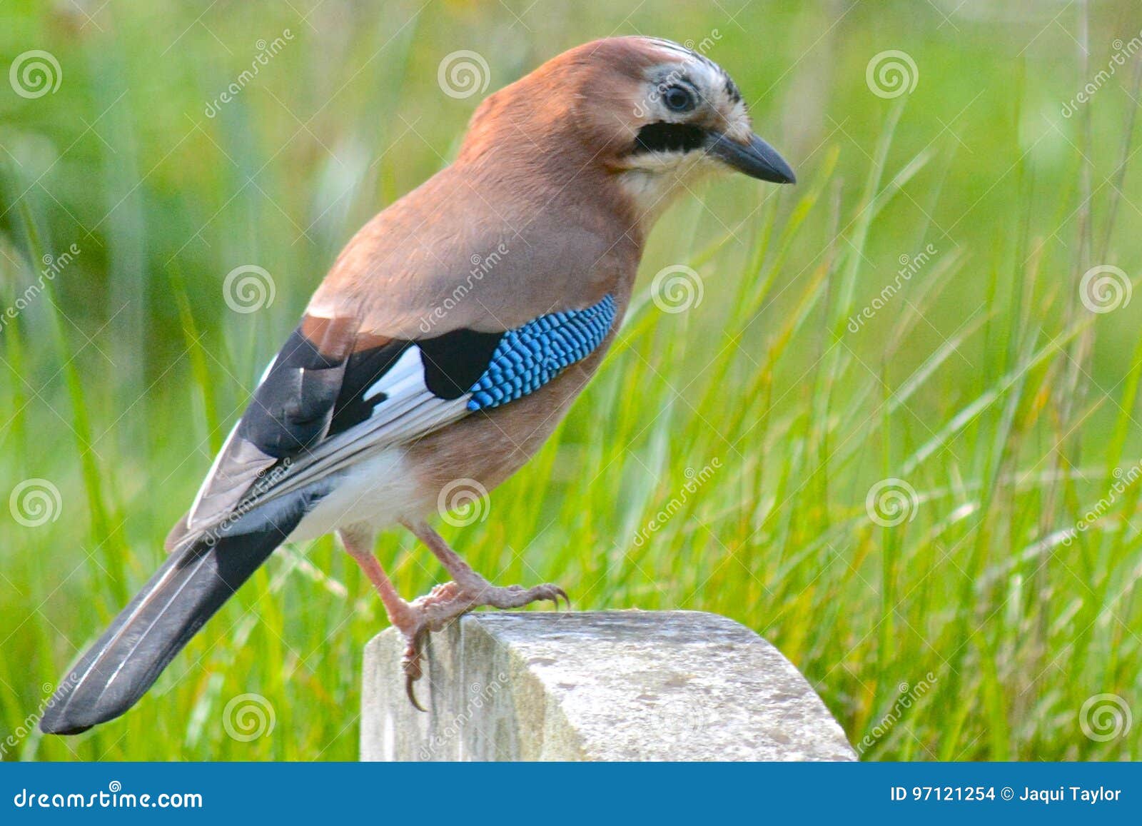 Jay Bird stock foto. Image of vleugels, begraafplaats - 97121254