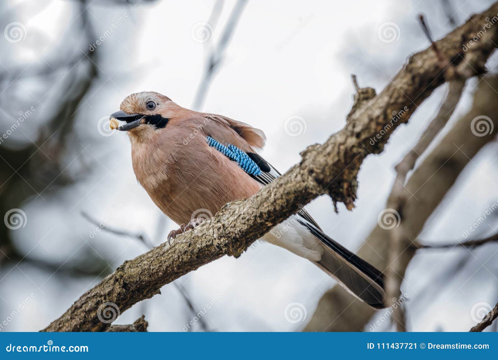 A Jay Bird Eating on the Tree Stock Image - Image of kingfisher, bird ...