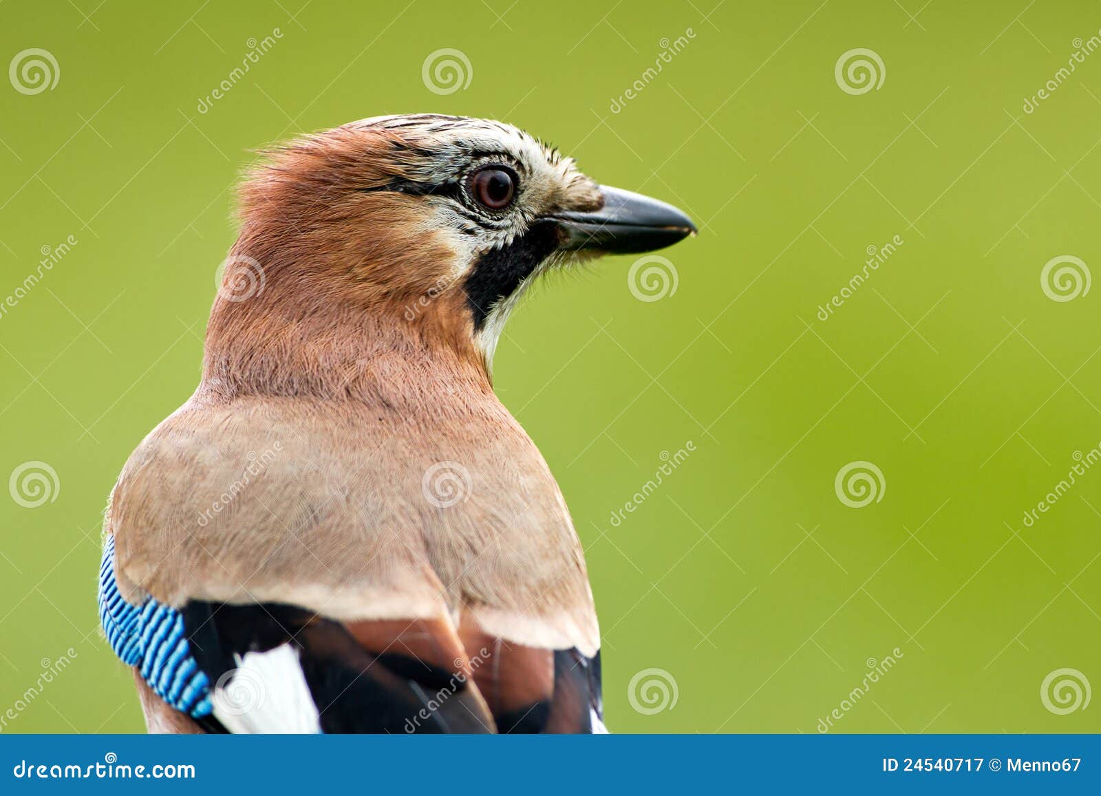 Jay Bird ( Garrulus Glandarius ) Stock Image - Image of glandarius ...