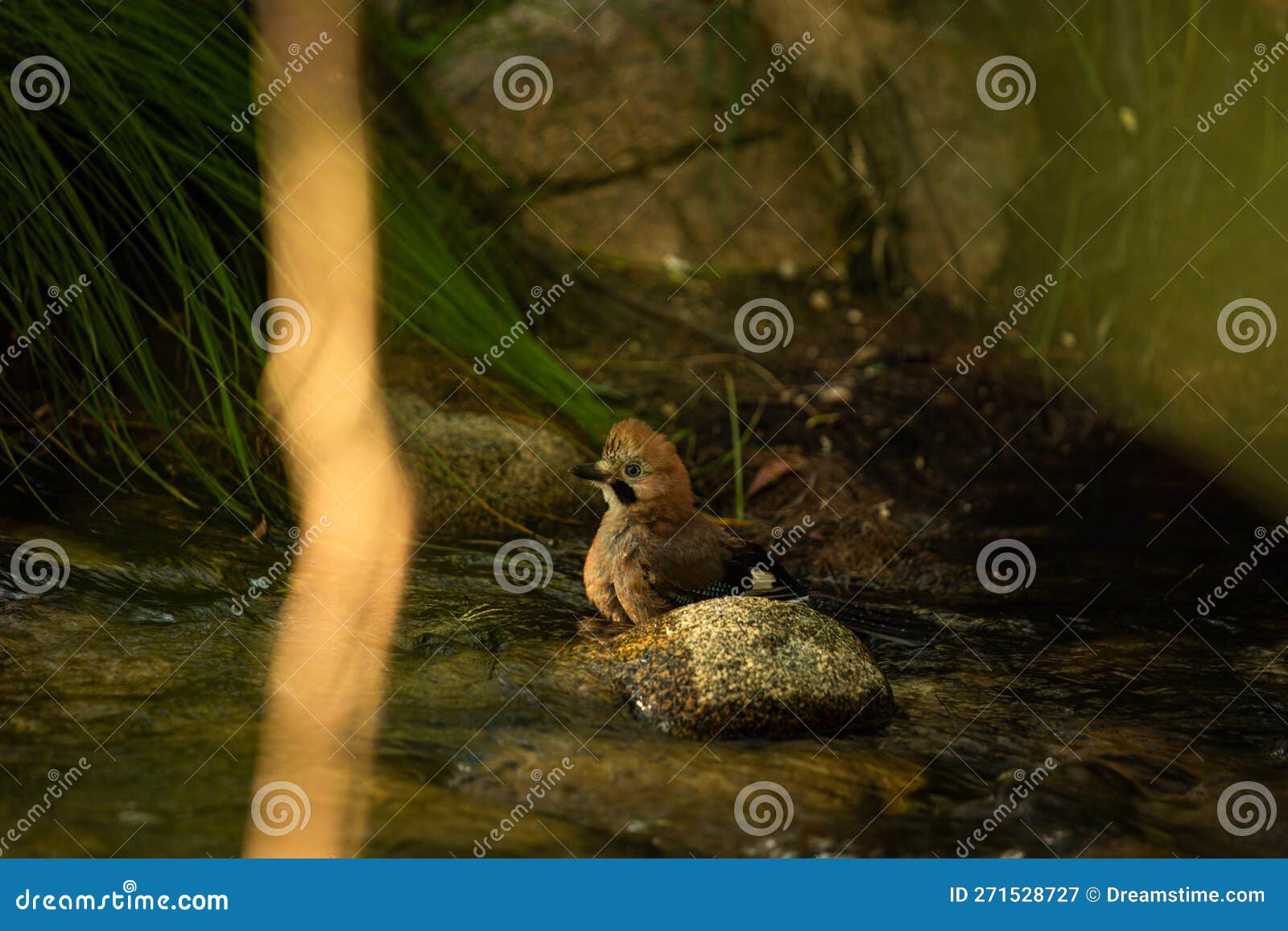 Bird in the Water Taking a Bath in a River Stock Image - Image of ...