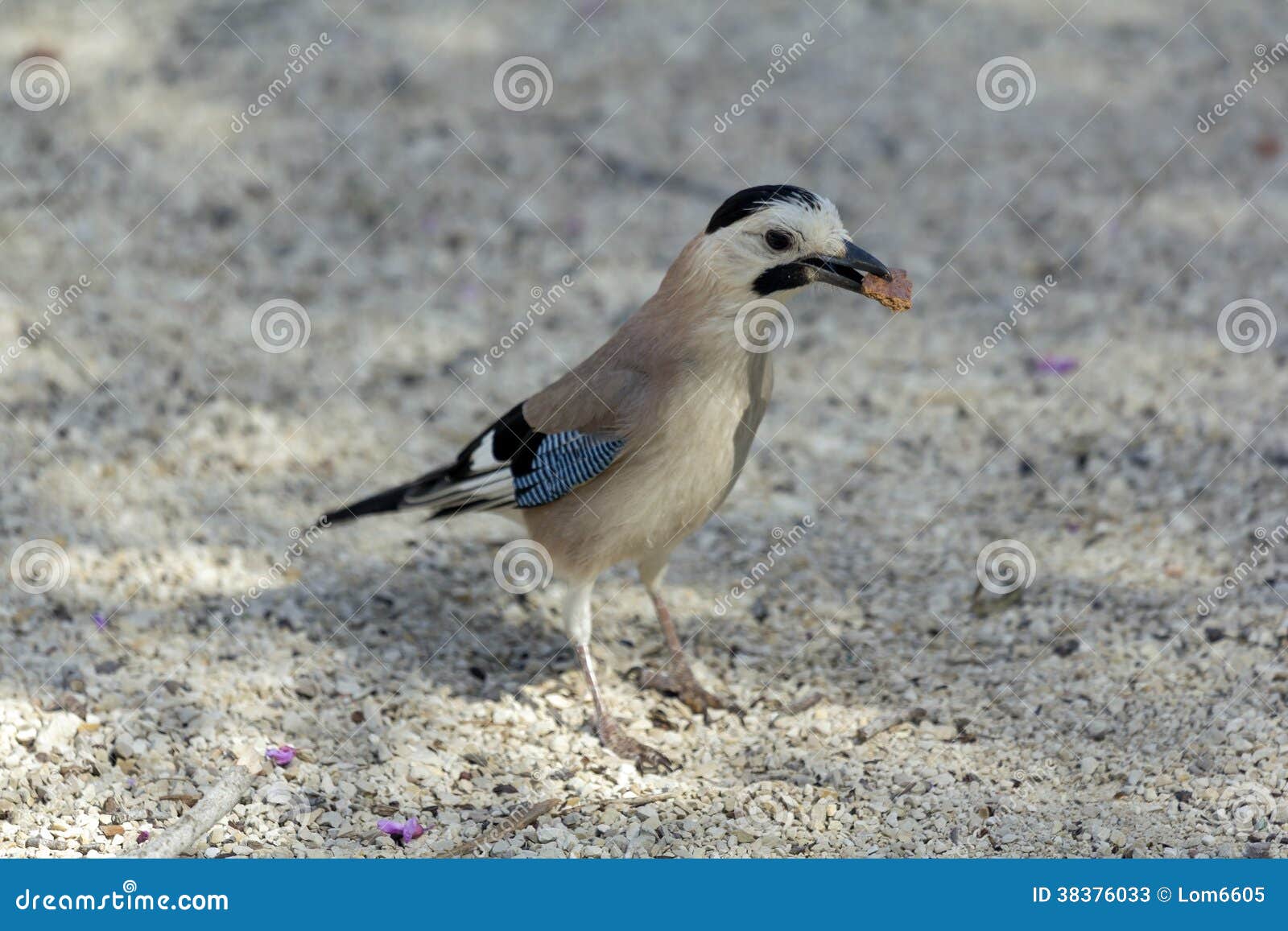 Jay with a black beak stock image. Image of closeup, wildlife - 38376033