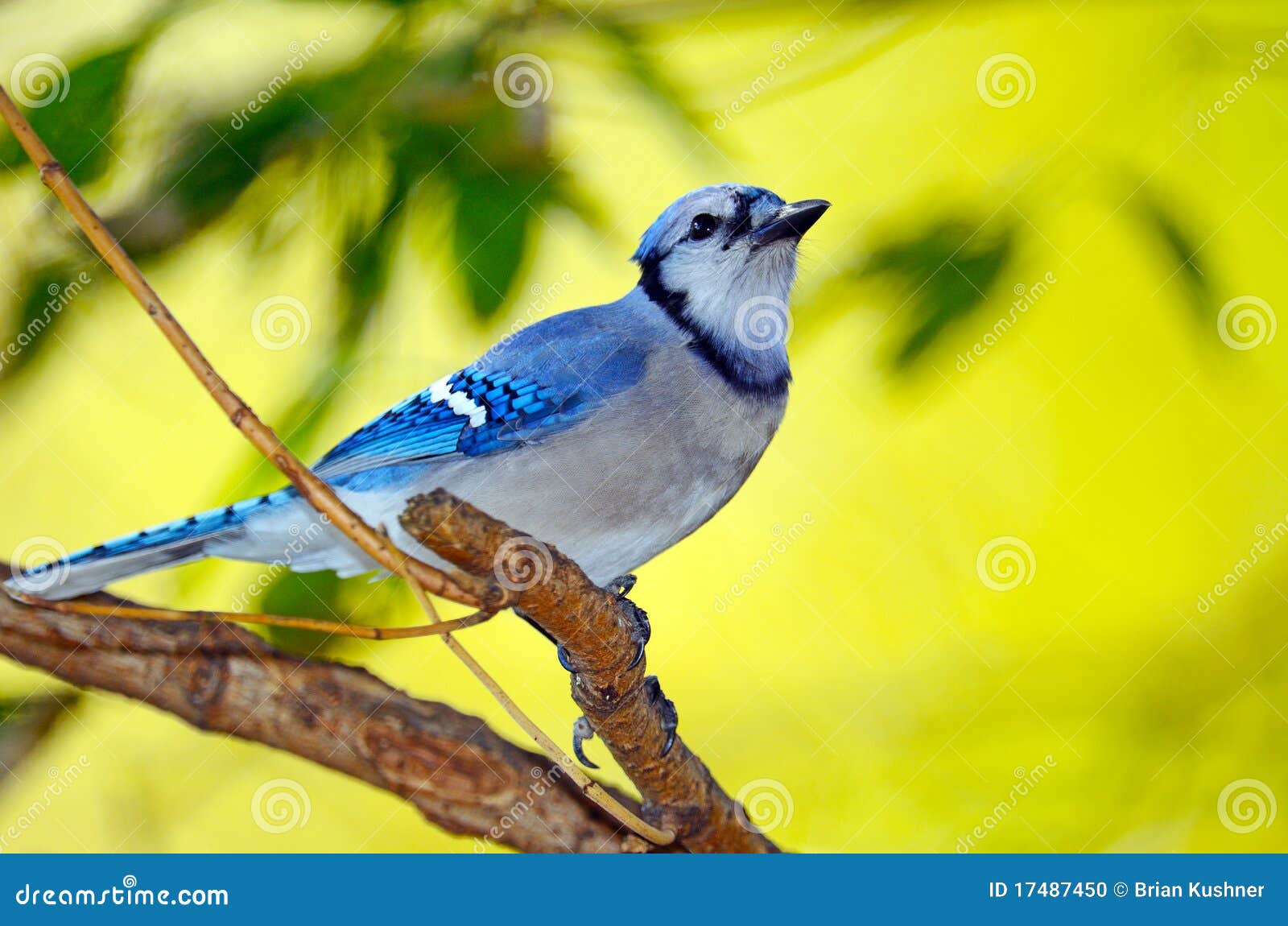 Jay bleu photo stock. Image du geai, perché, oiseau, nature - 17487450
