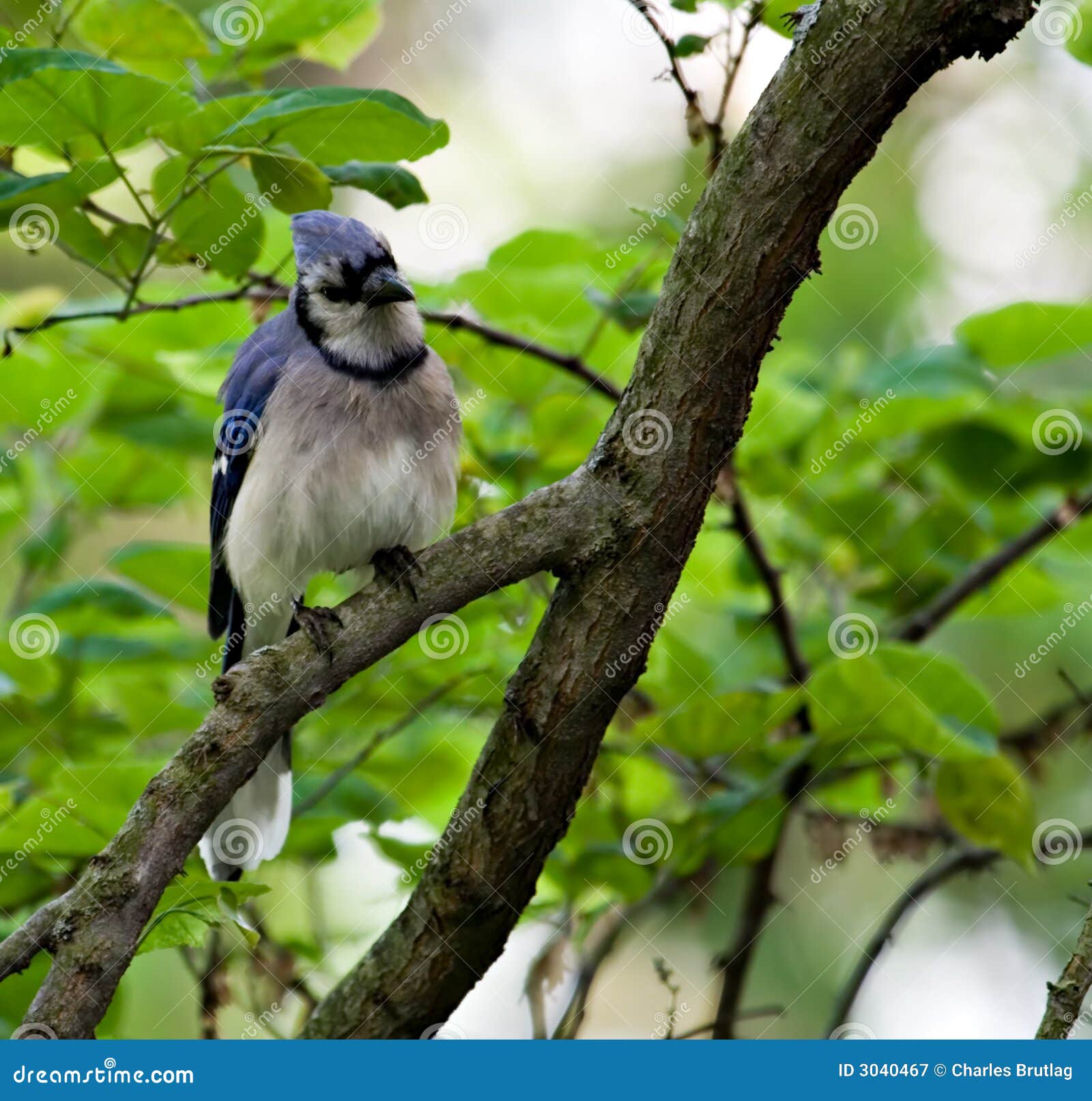Jay bleu (4) image stock. Image du bleu, faune, ailes - 3040467