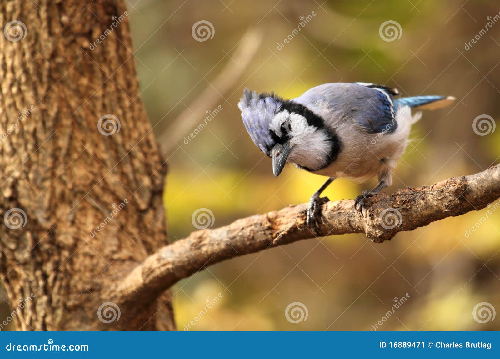 Jay Bleu, Cristata De Cyanocitta Image stock - Image du automne, arbre ...