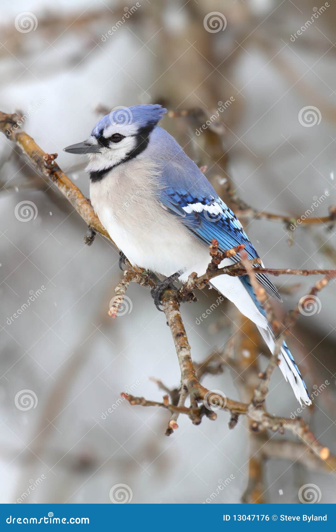 Jay bleu dans la neige photo stock. Image du forêt, oiseaux - 13047176
