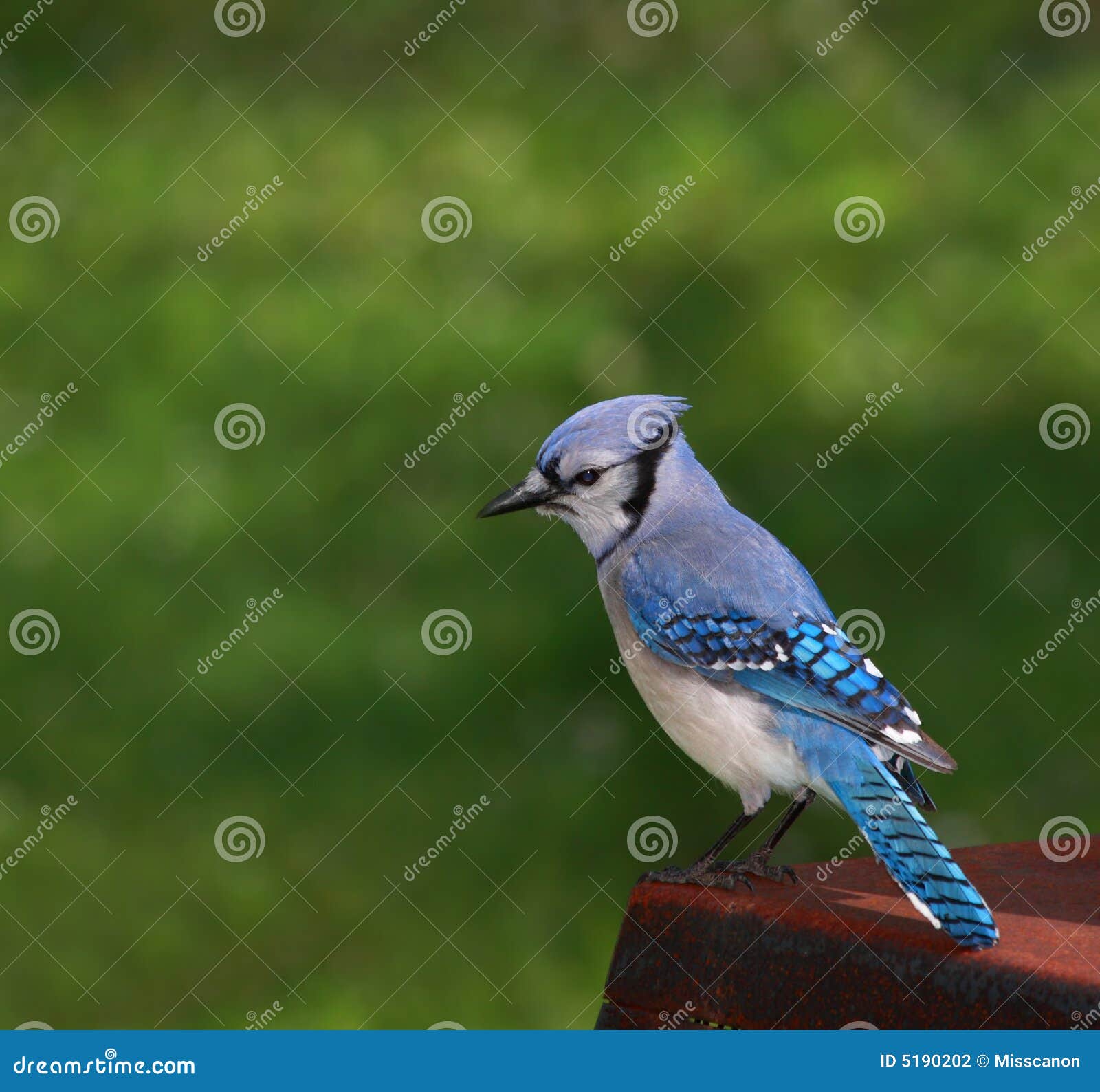 Jay bleu sur le fond vert photo stock. Image du feathered - 5190202