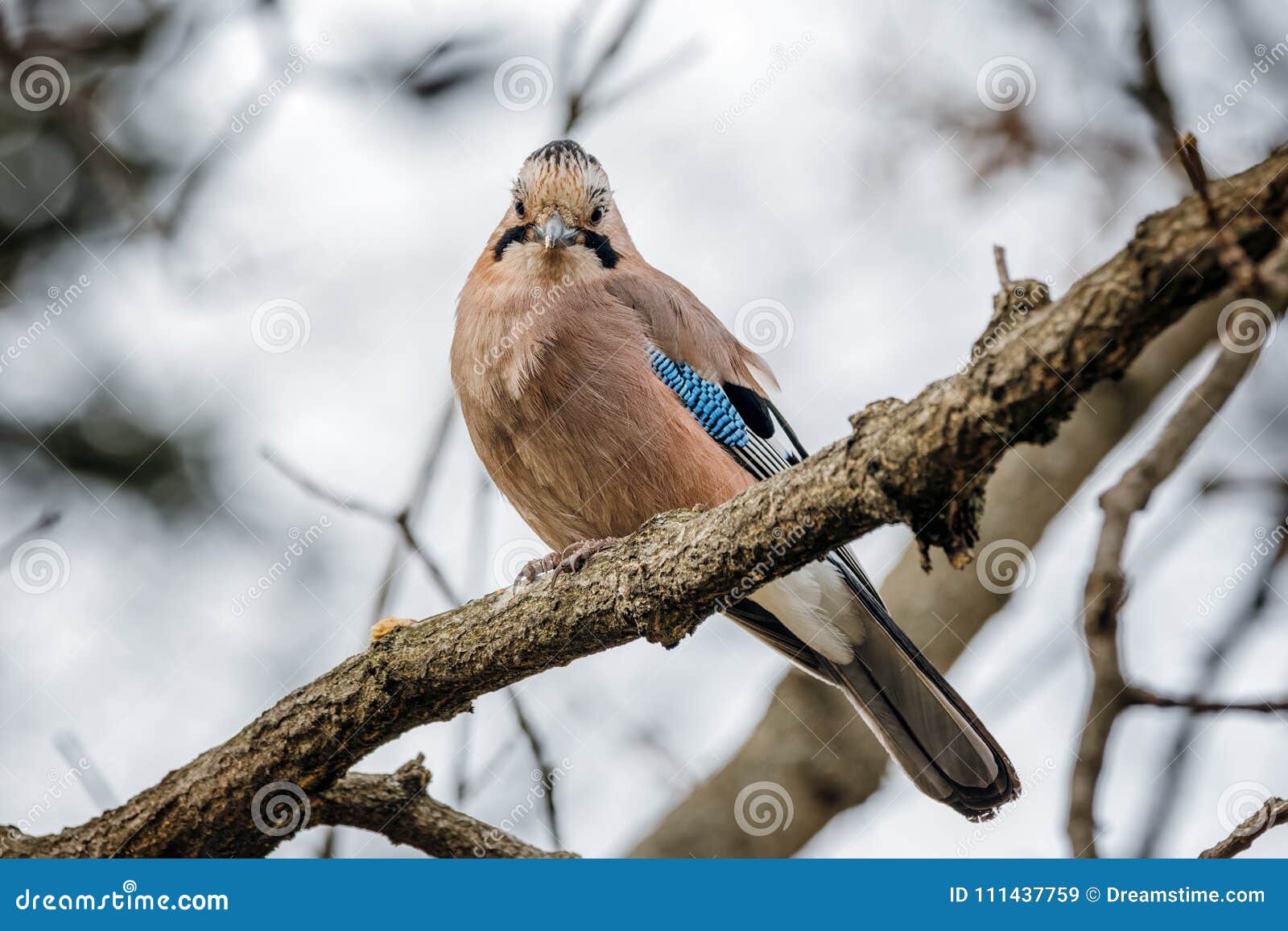 A Jay Bird Eating on the Tree Stock Image - Image of animal, perch ...