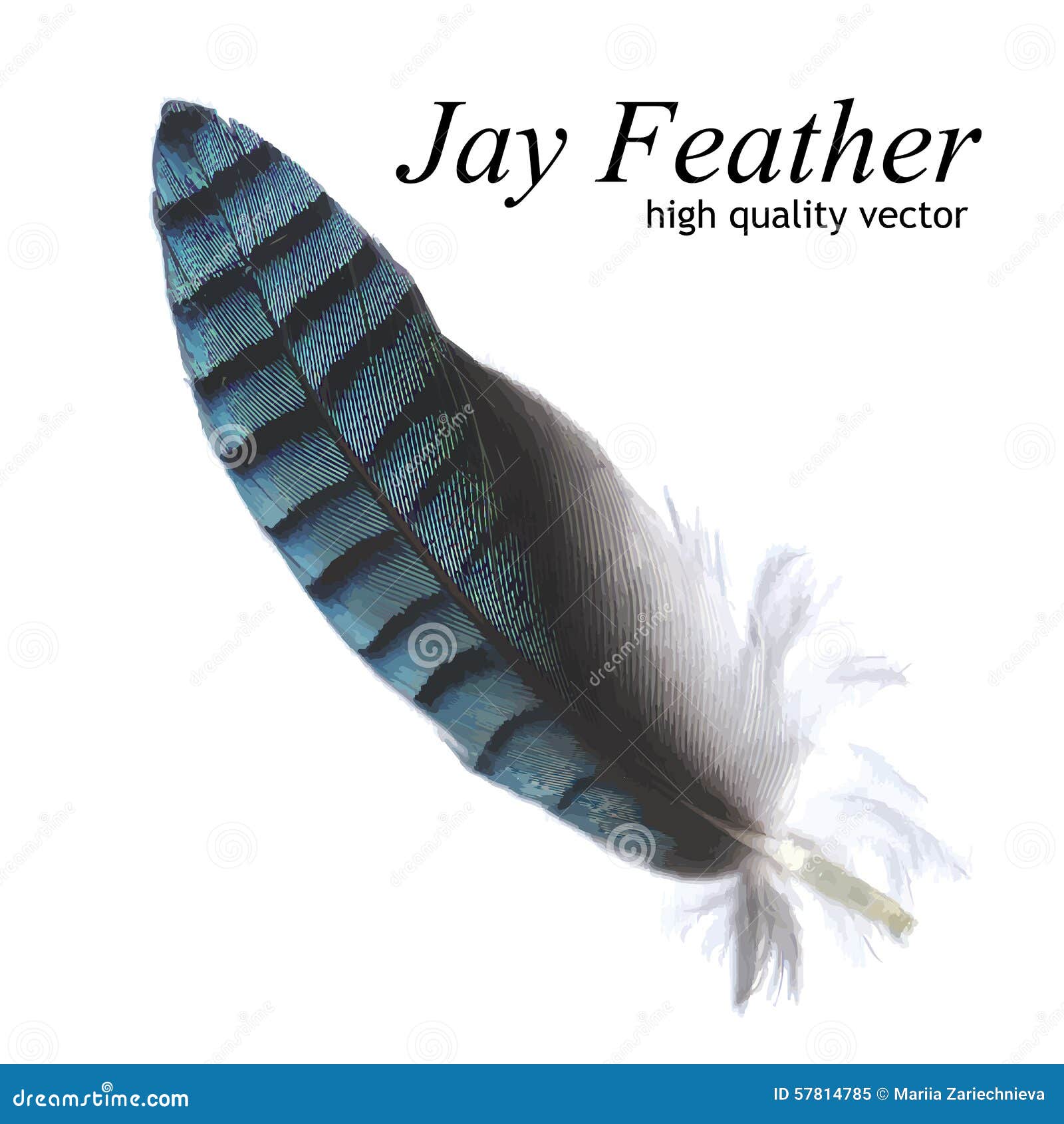 Jay Feather (vector De Alta Calidad) Ilustración del Vector ...