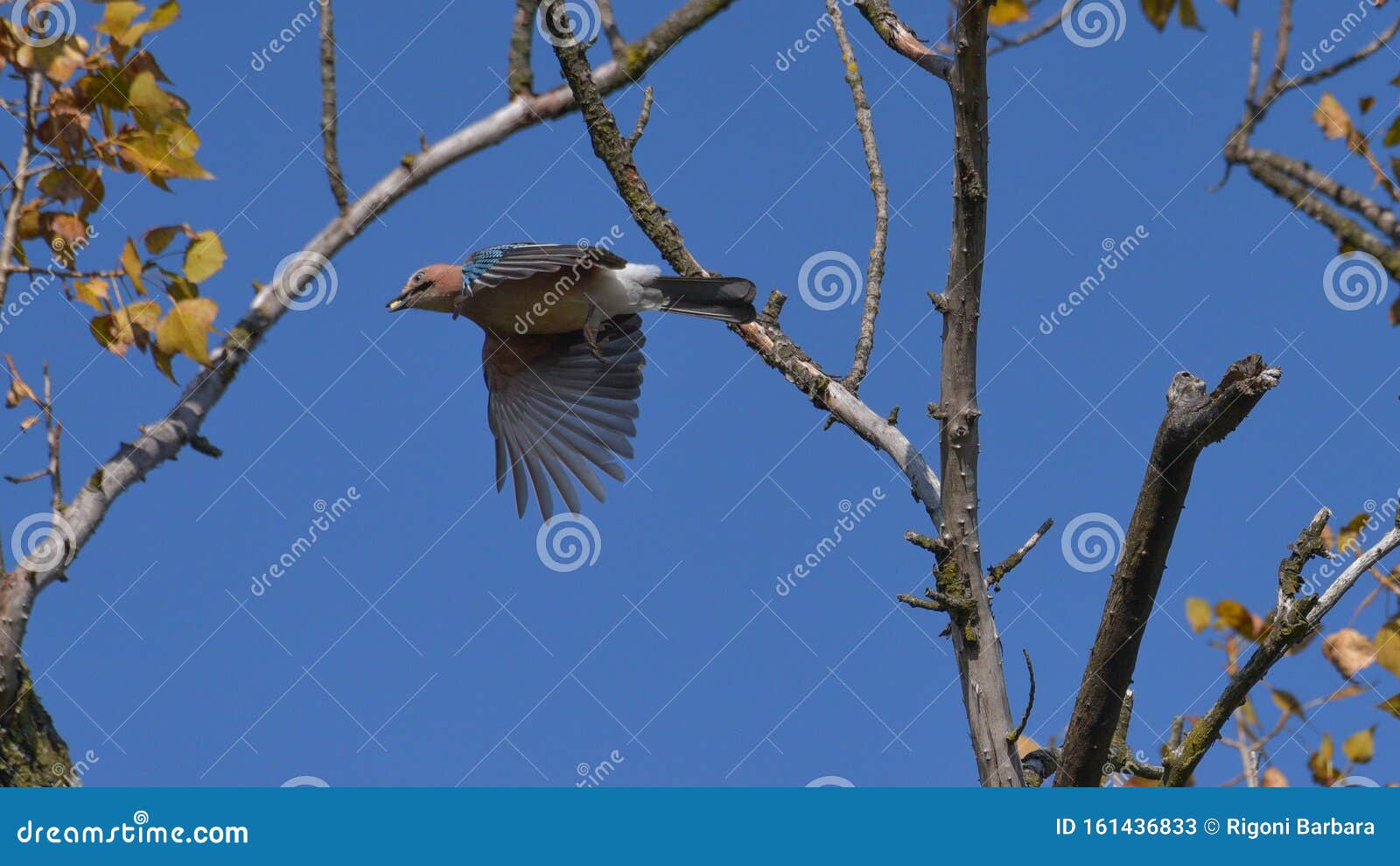 Jay in Flight with Acorn in Its Beak Stock Image - Image of bathing ...