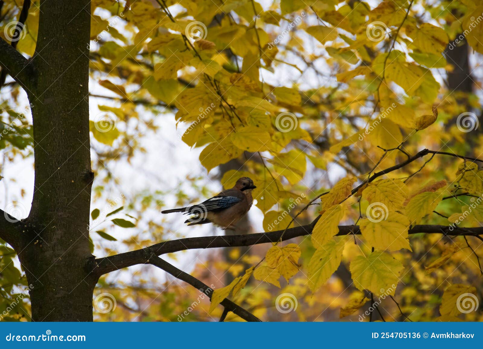 Jay on a tree stock photo. Image of nature, autumn, wildlife - 254705136