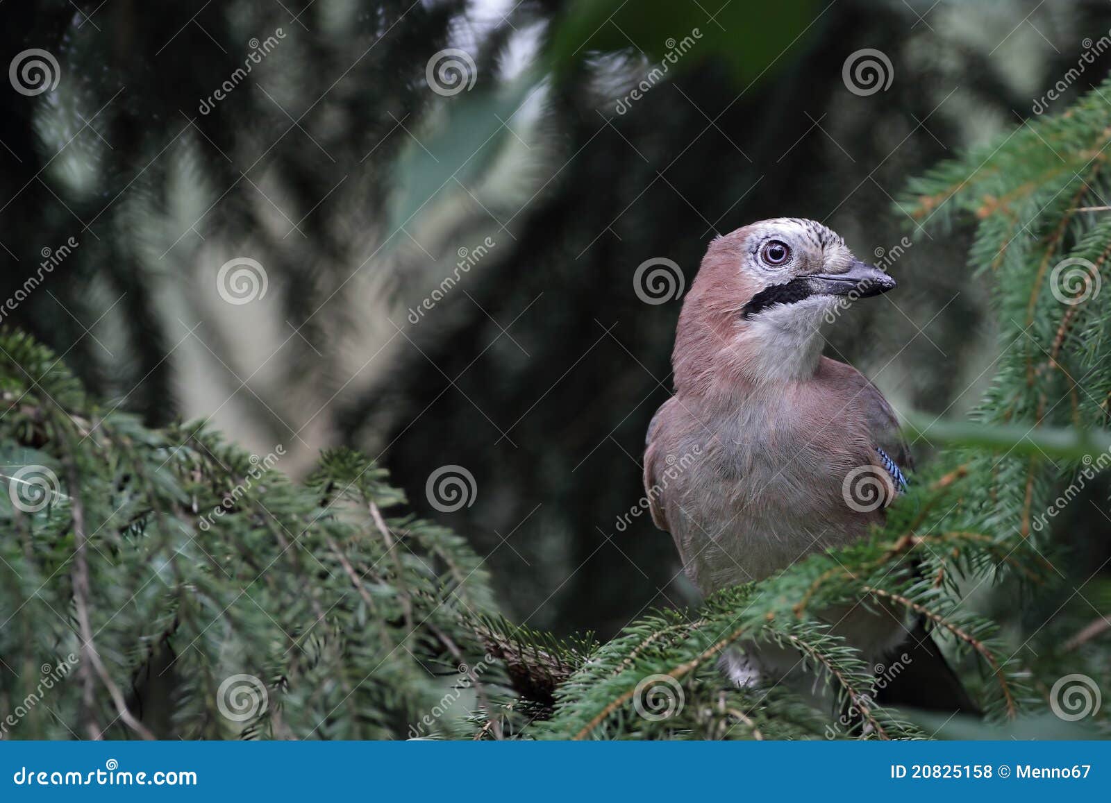 Jay ( Garrulus Glandarius ) Bird Stock Photo - Image of holland ...