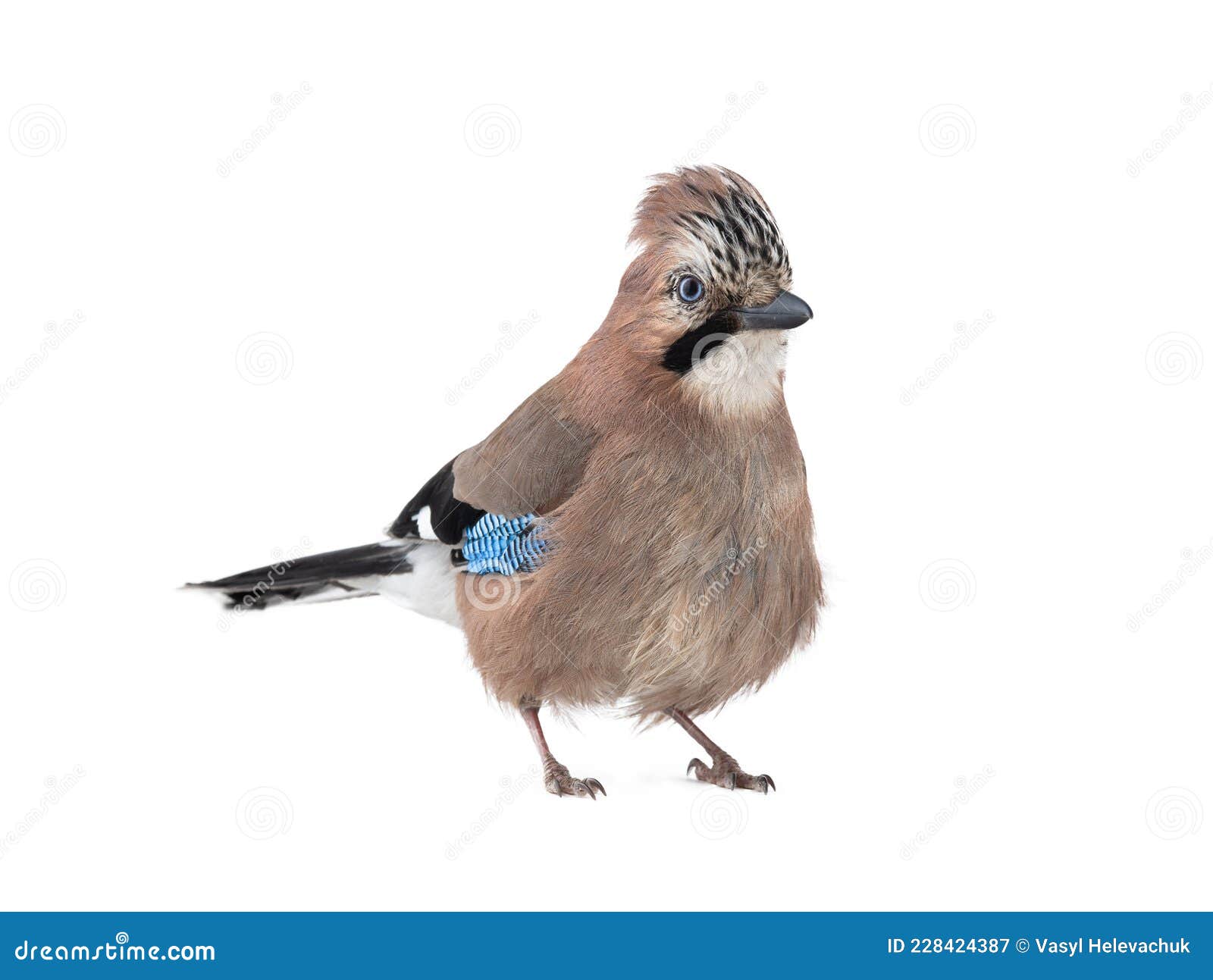 Jay isolated on white stock image. Image of wildlife - 228424387