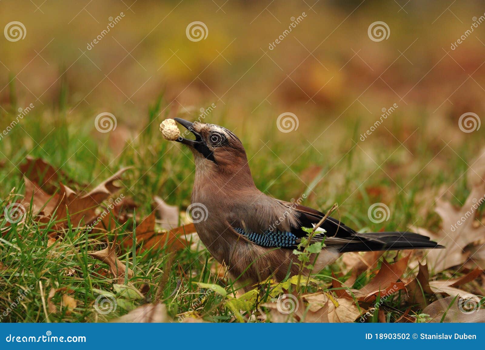 Jay Mit Erdnuss Im Schnabel Auf Gras Stockfoto - Bild von überwachen ...
