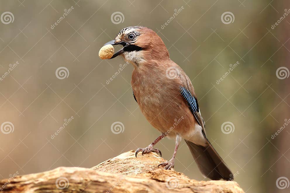 Jay with nut stock image. Image of beak, tail, nature - 18735361