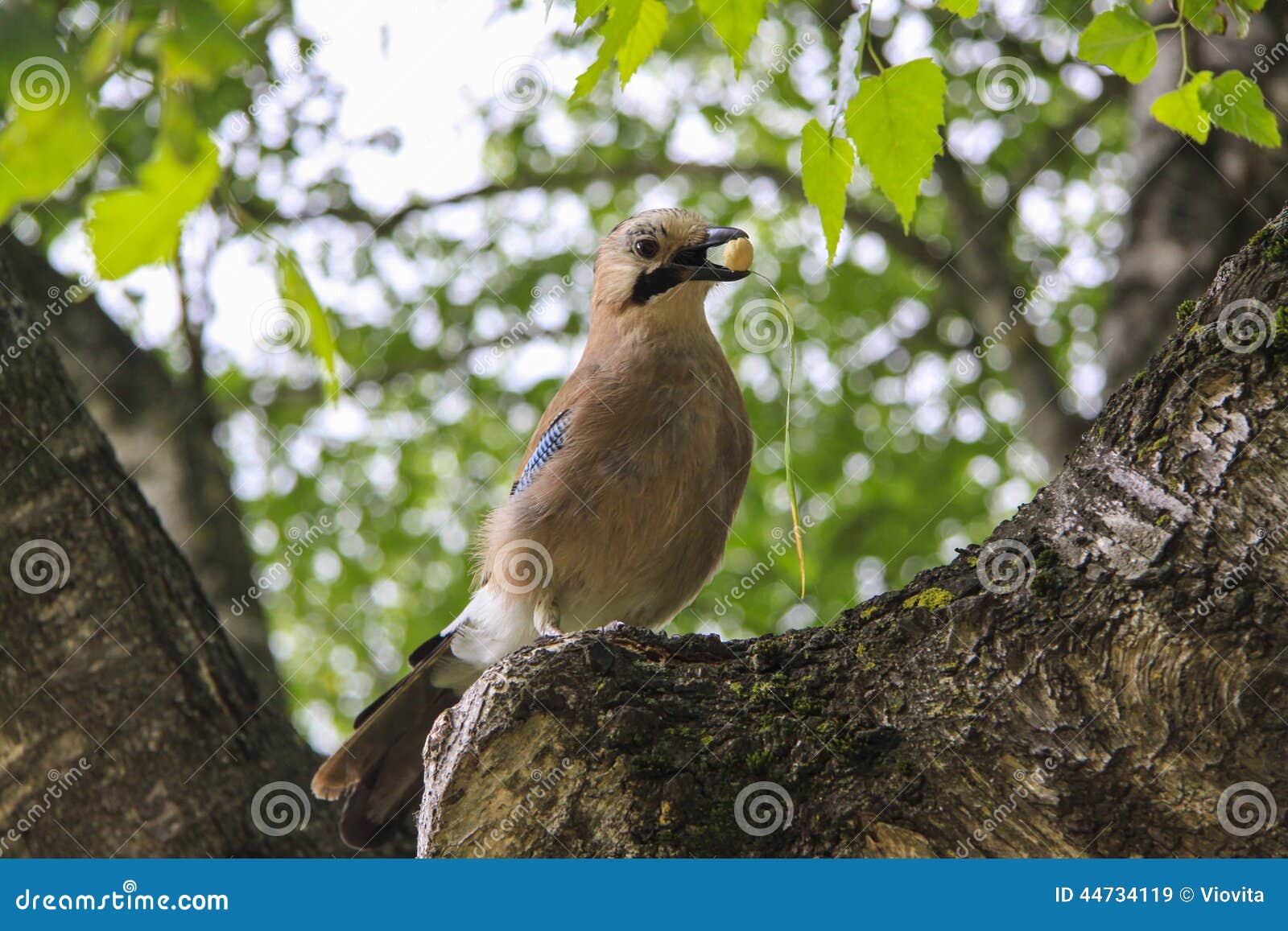 Jay with nut stock image. Image of woodland, bird, birch - 44734119