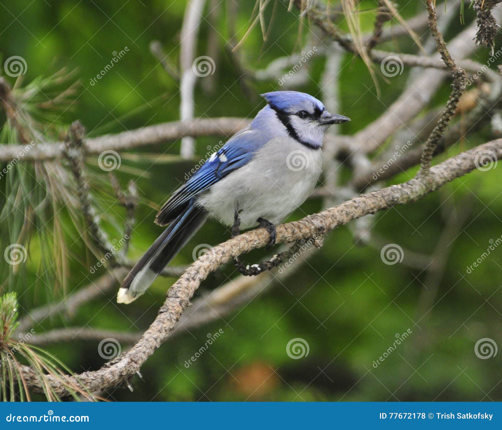 Jay Posed Azul En Rama Del Pino Foto de archivo - Imagen de plumaje ...