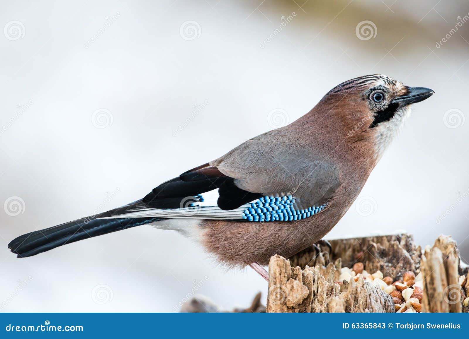 JAY in profile stock image. Image of white, glandarius - 63365843
