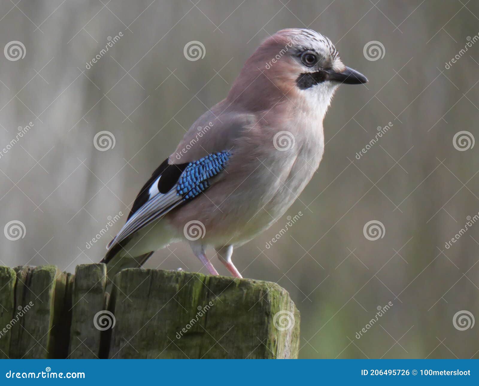 A Eurasian Jay on Pasture Pole Stock Photo - Image of wildlife ...