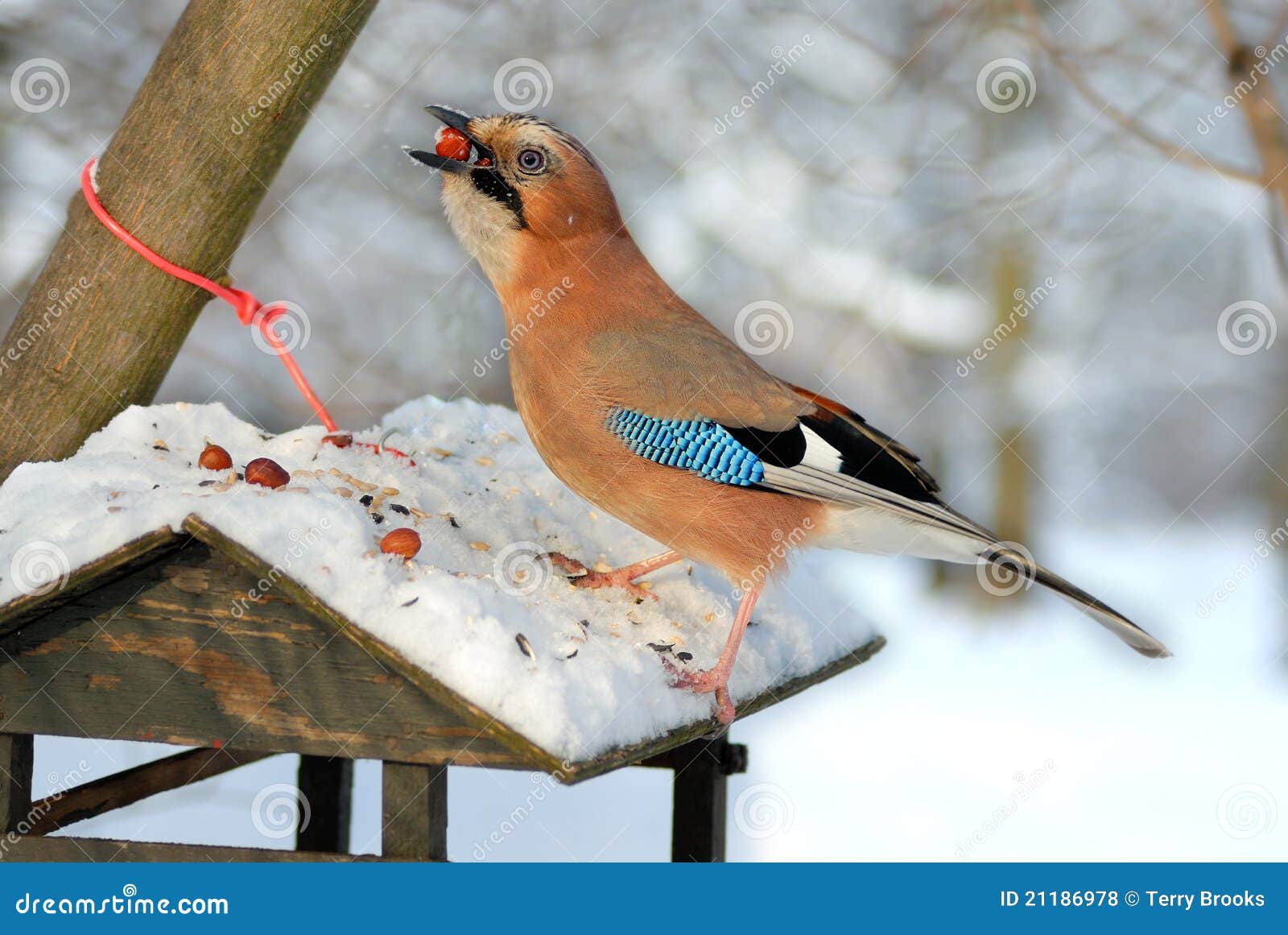 Jay Stealing Nuts from a Bird Feeder. Stock Photo - Image of bohemian ...