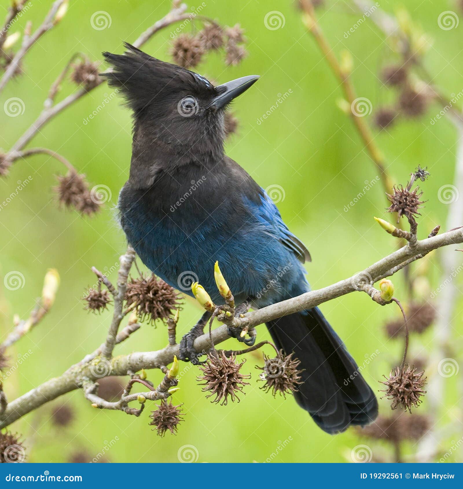 Jay Steller s Blue stock image. Image of beak, perched - 19292561