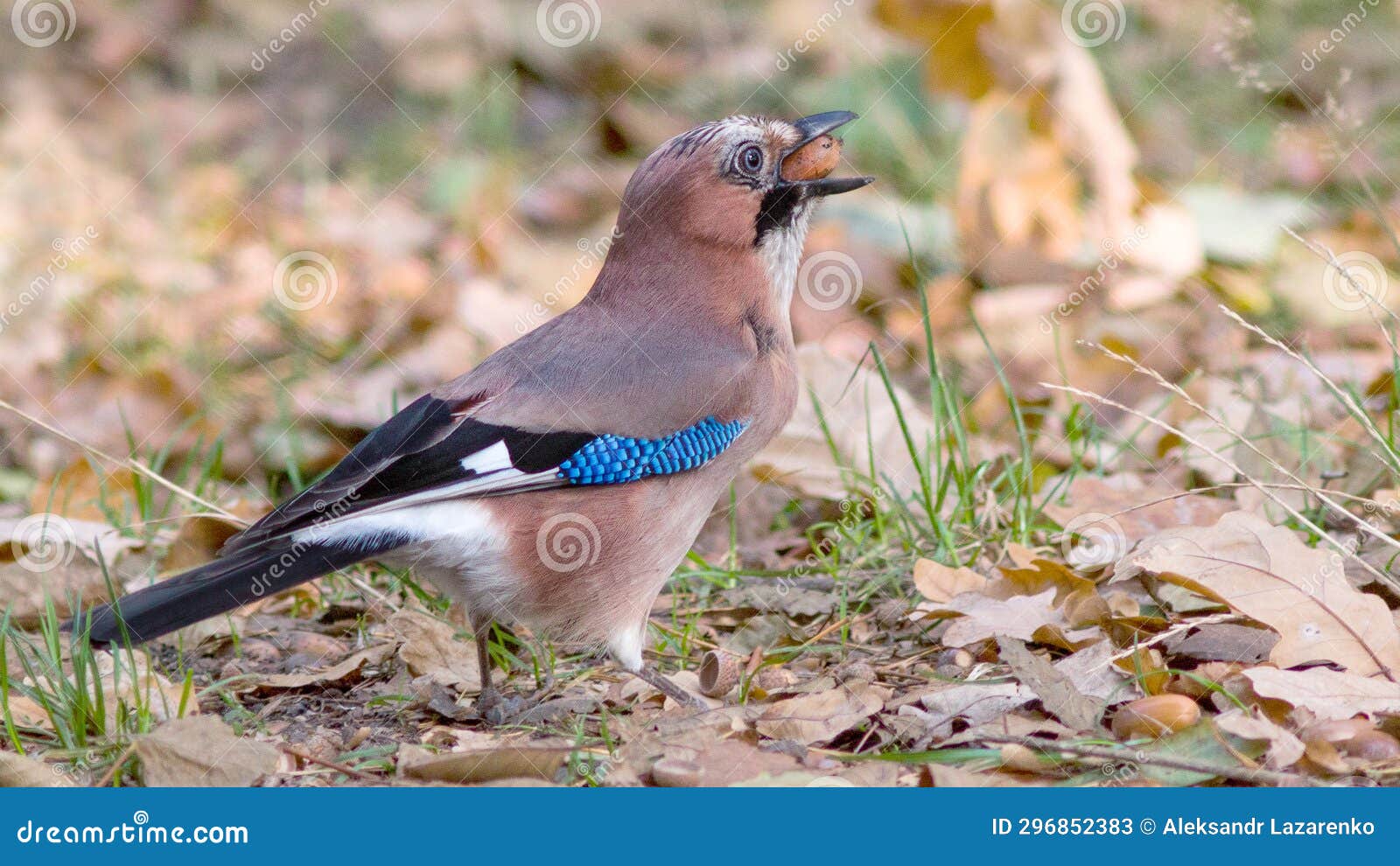 Jay Swallows an Acorn, Stores for the Winter Stock Image - Image of beak, australian: 296852383