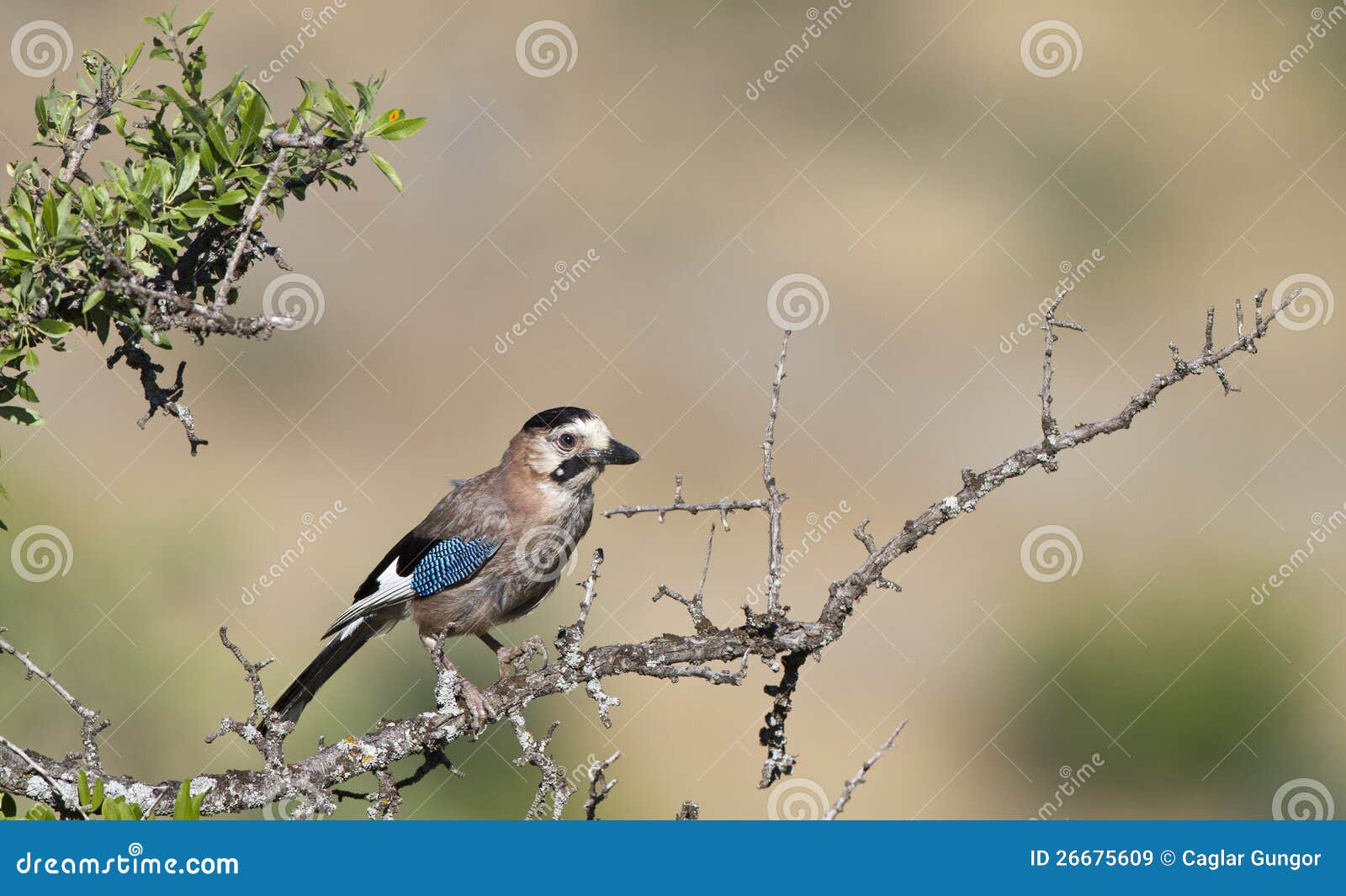 Jay on the Tree stock image. Image of hoopoe, common - 26675609
