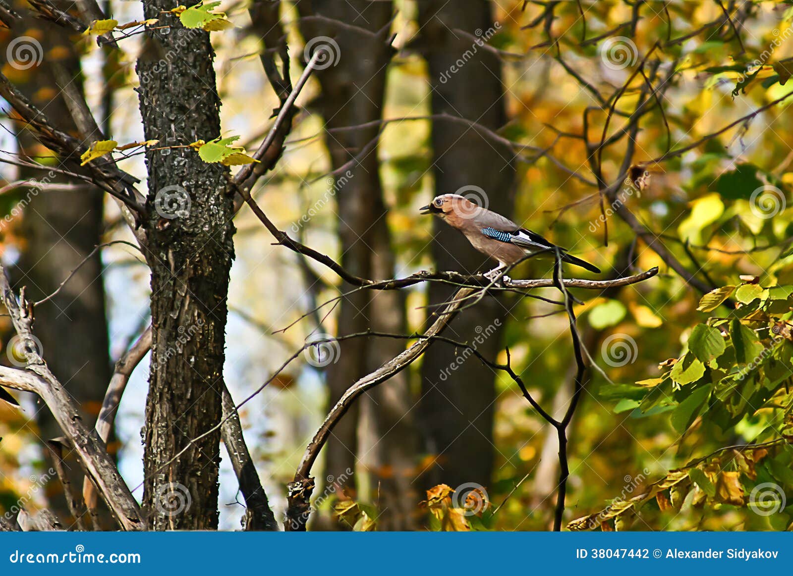 Jay on a Tree Branch in Forest. Stock Photo - Image of foreground ...