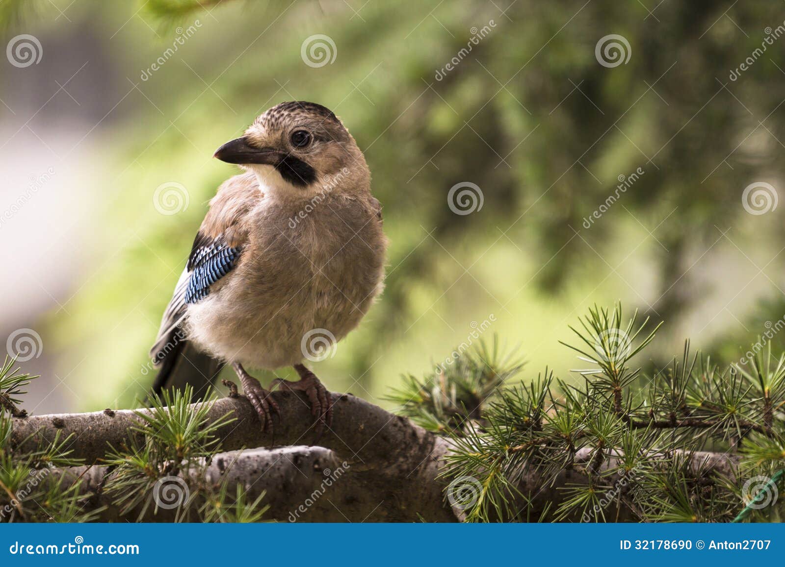Jay-Vogel auf einem Zweig stockfoto. Bild von eurasier - 32178690