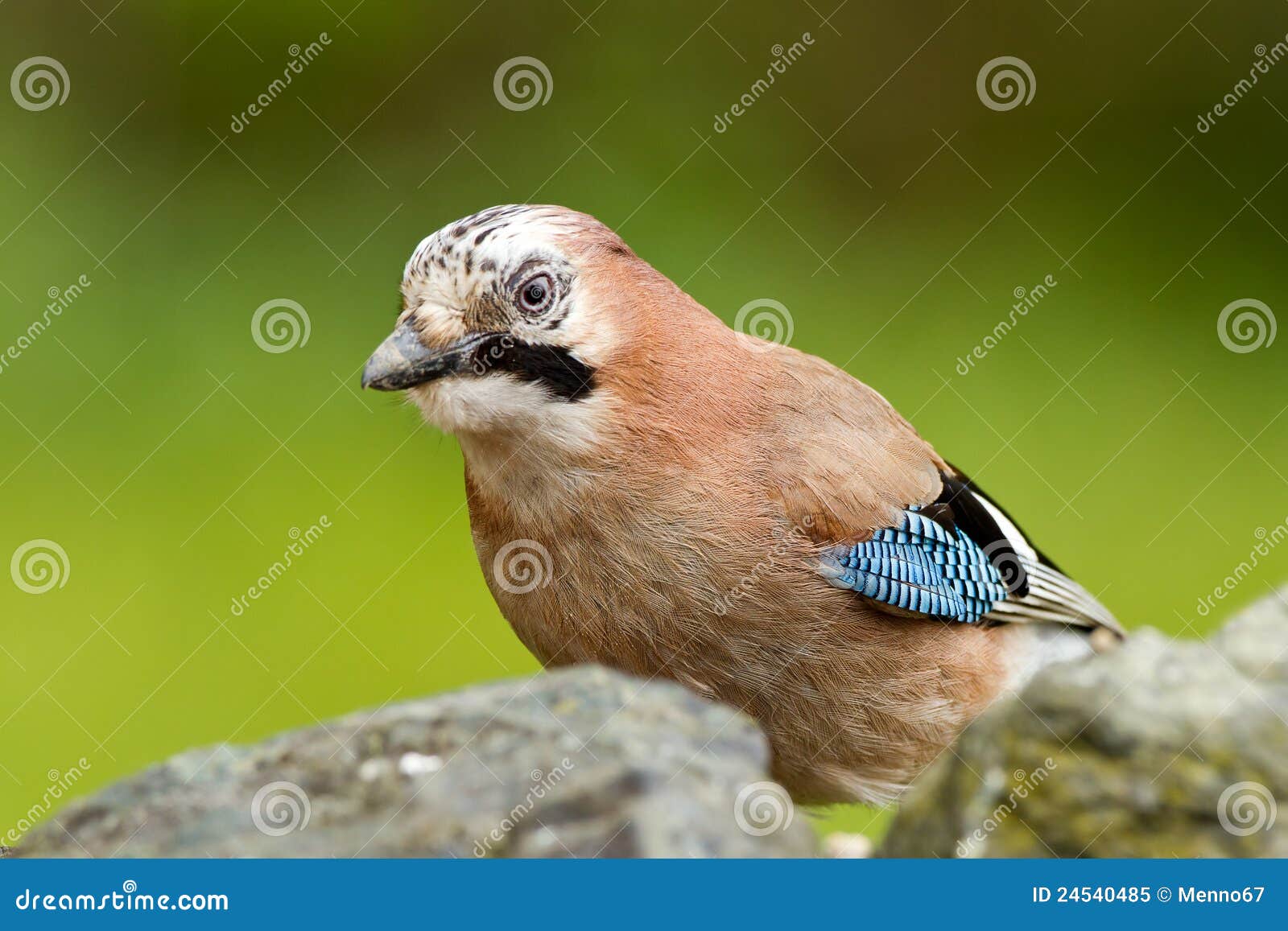 Jay-Vogel (Garrulus Glandarius) Stockbild - Bild von überwachen, fauna ...
