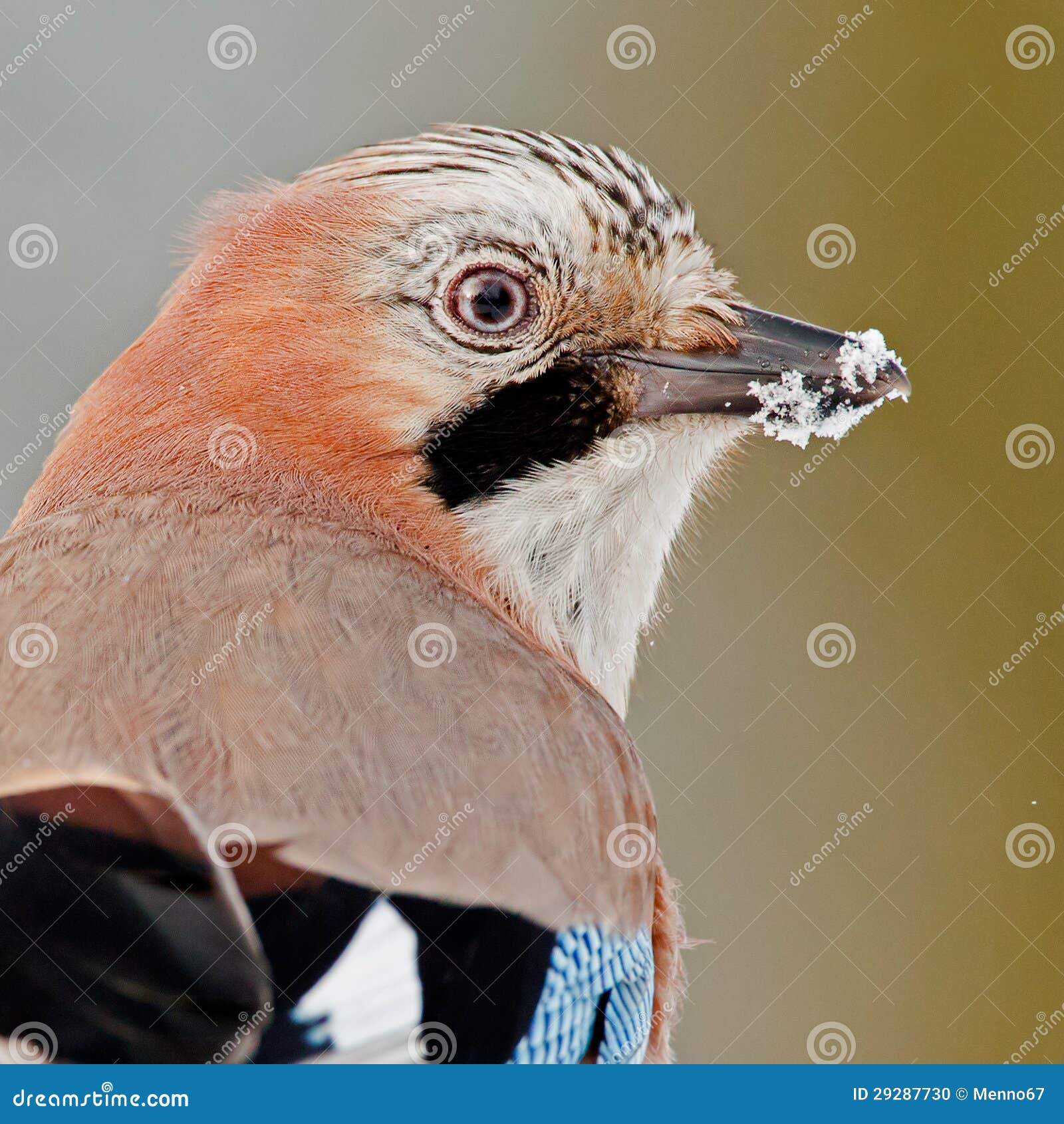 Jay-Vogel (Garrulus Glandarius) Stockfoto - Bild von wald, bunt: 29287730