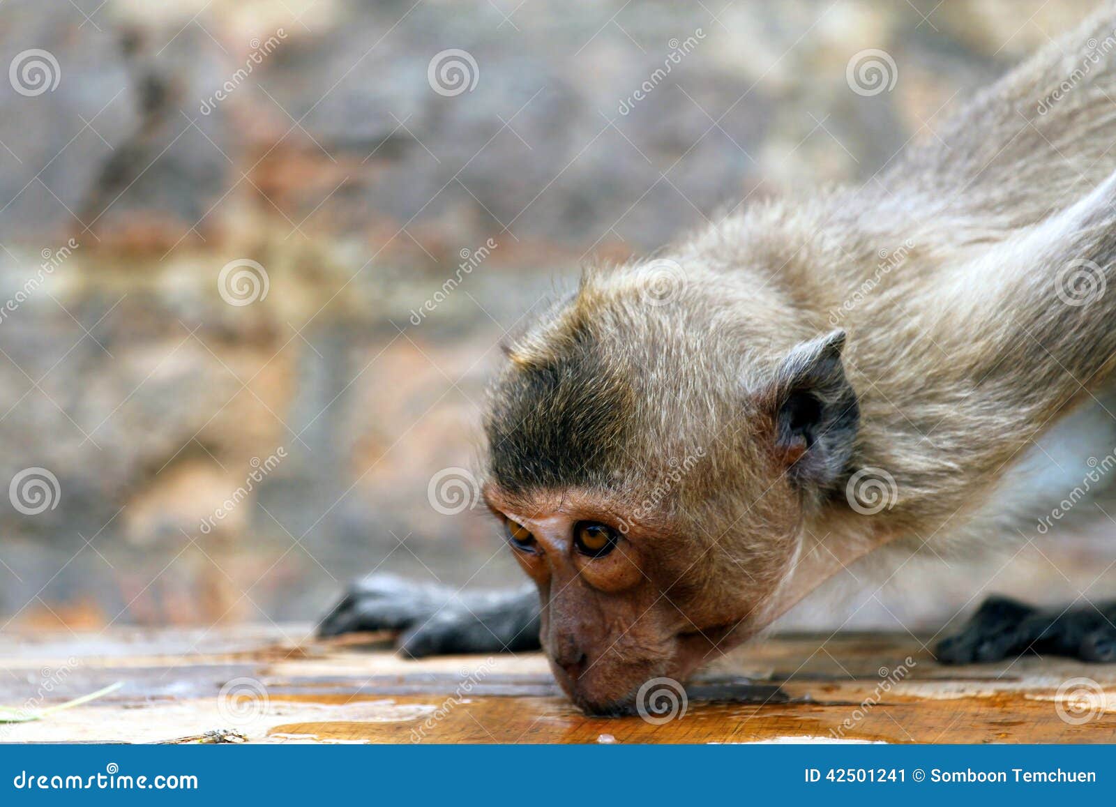 Jealous monkey stock image. Image of built, faith, droplet - 42501241